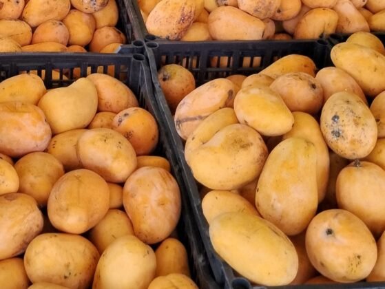 It’s Mango Season in Mexico! - Vallarta Mirror